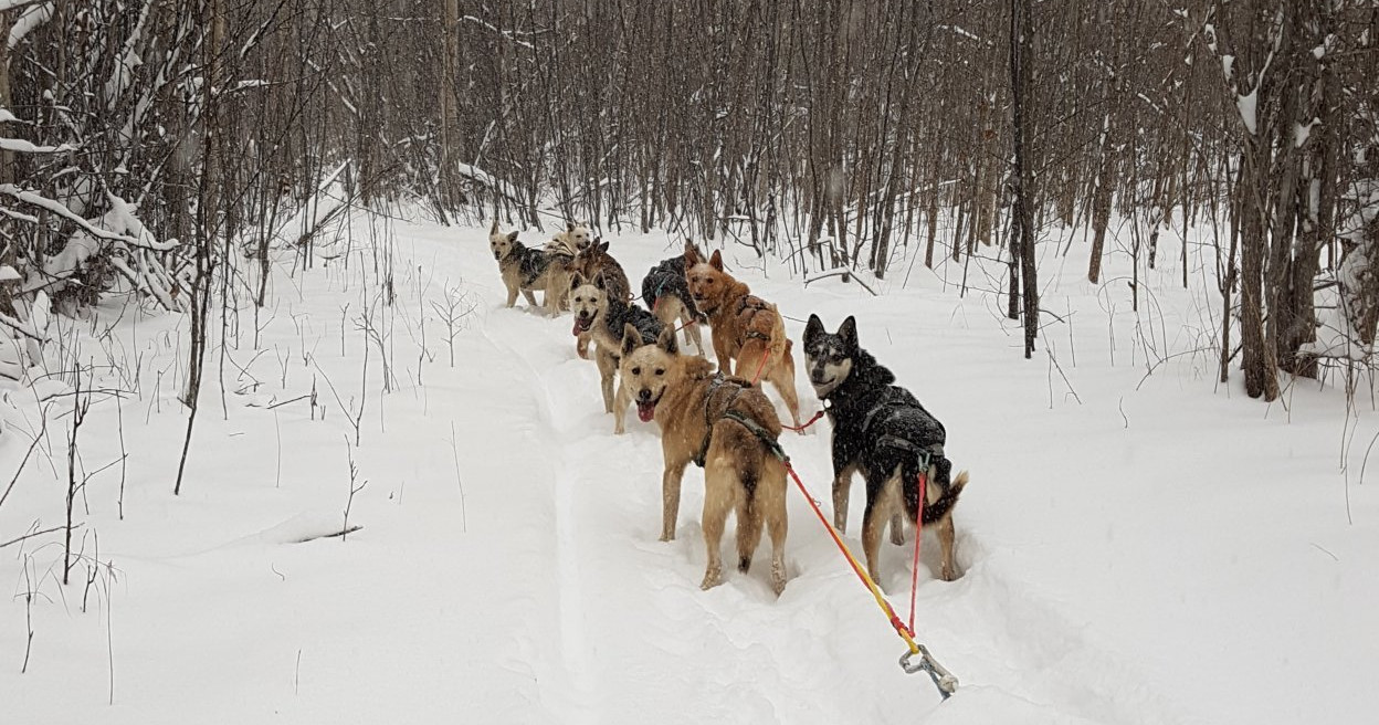 1 Hour Dog Sleddingin Fairbanks, AK | Bill Cotter Kennel