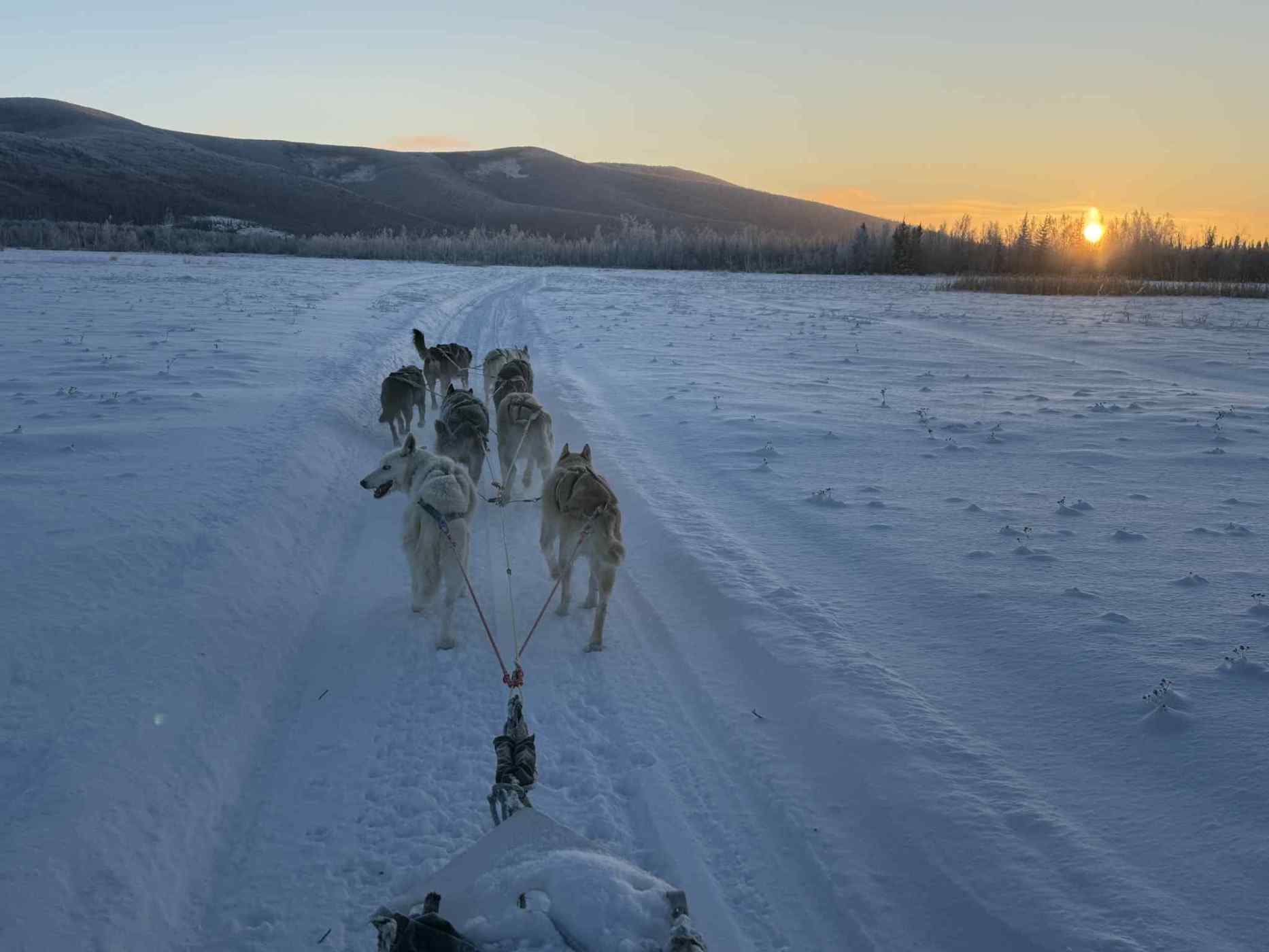 Dog Sledding Tours in Fairbanks, AK | Bill Cotter Kennel